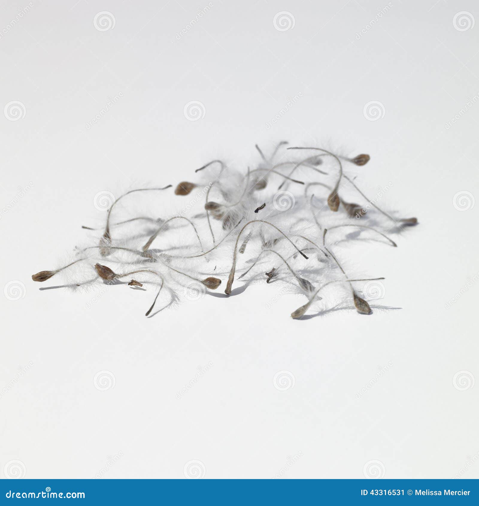 Feathery Seeds Royalty-Free Stock Photography | CartoonDealer.com #43316531