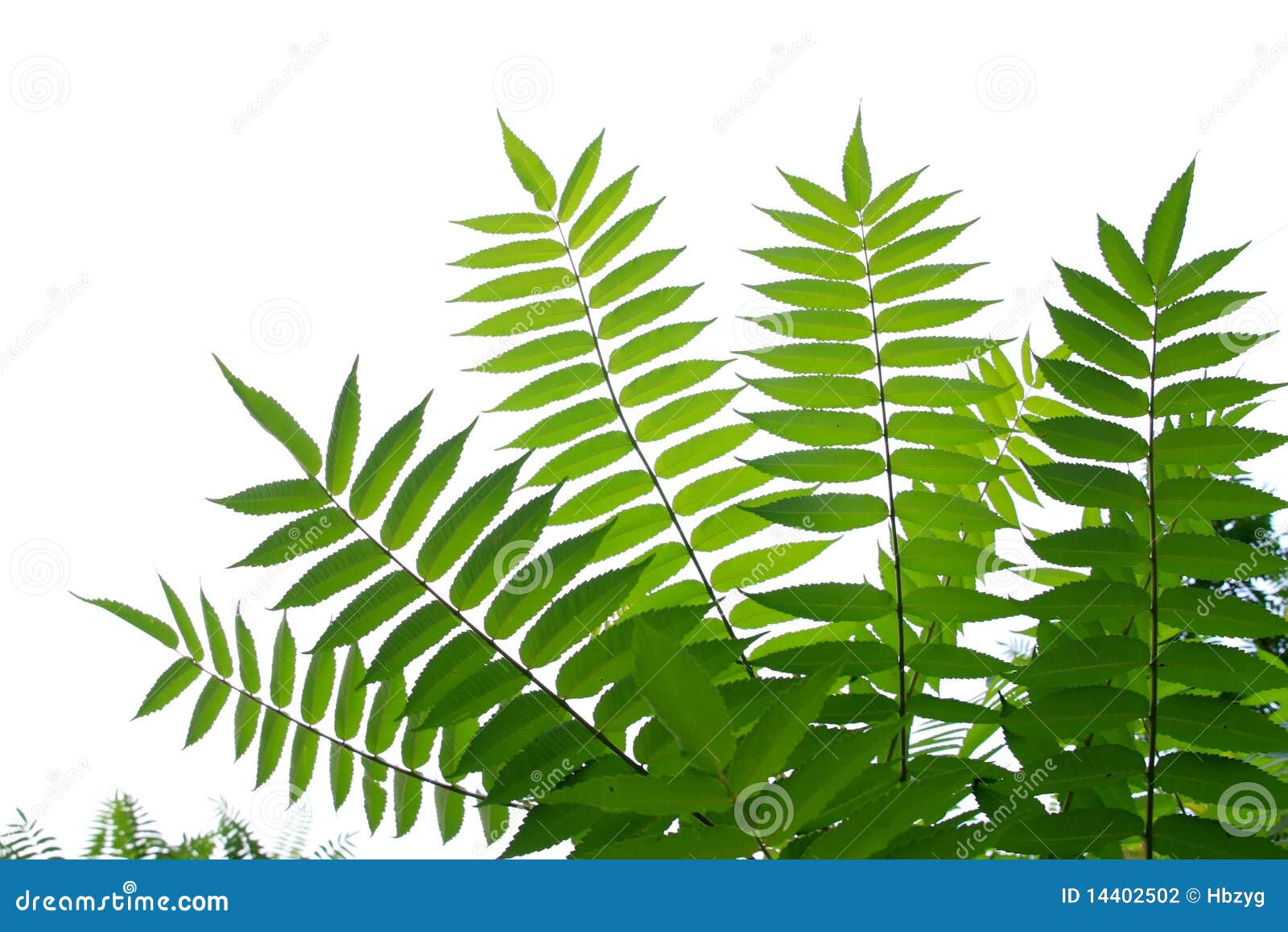 Feathery tree leaves stock photo. Image of life, materials - 14402502