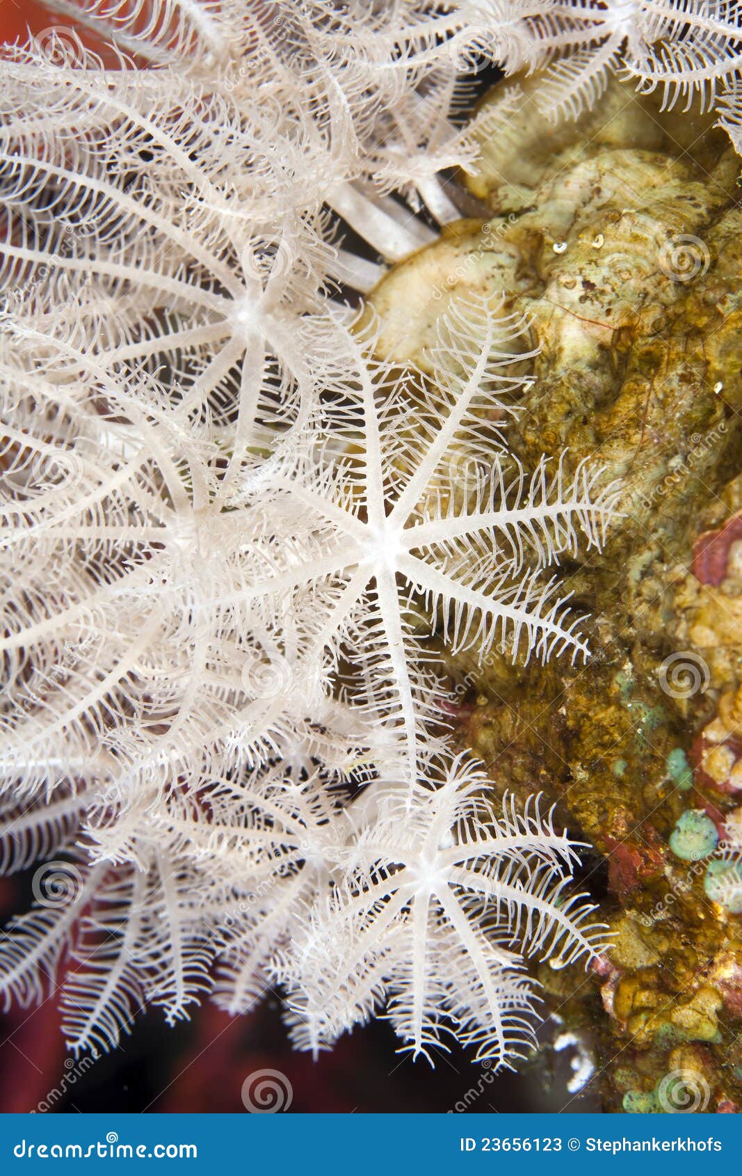 Anthelia Coral Stock Photos - Free & Royalty-Free Stock Photos from ...