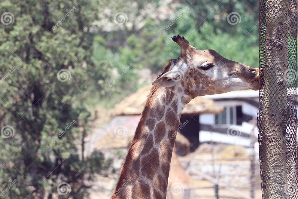 Feature of giraffe stock image. Image of beautiful, bright - 120519845