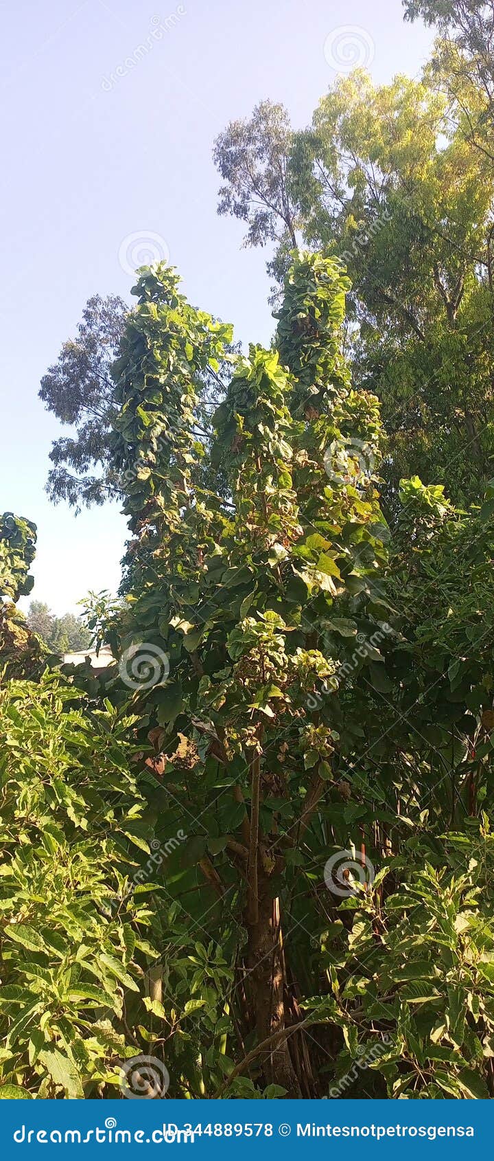 The Feature of Sunst Glaring on the Treee Stock Photo - Image of plant ...