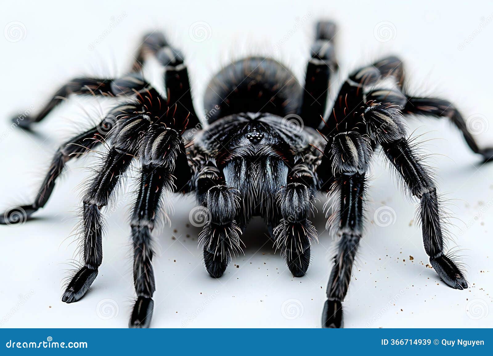Black Tarantula With Text Warning Sign Board Illustration Cartoon ...