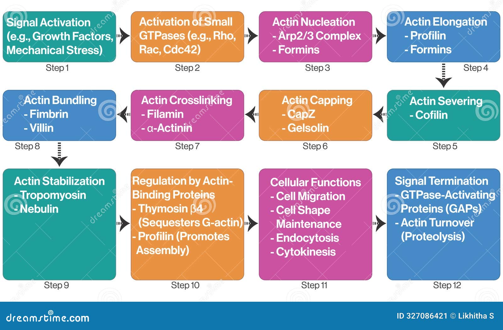 Actin Vector Illustration. Labeled Diagram With Protein Structure ...