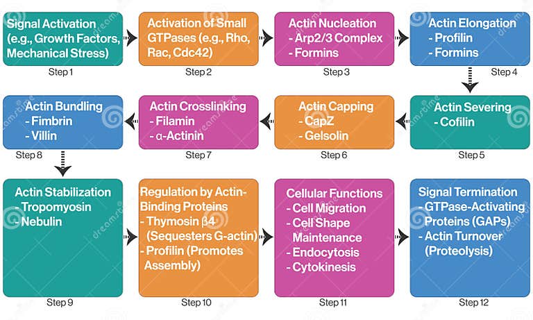 Illustration of Actin Filament Dynamics, Detailed Flowchart on White Background for Cellular ...