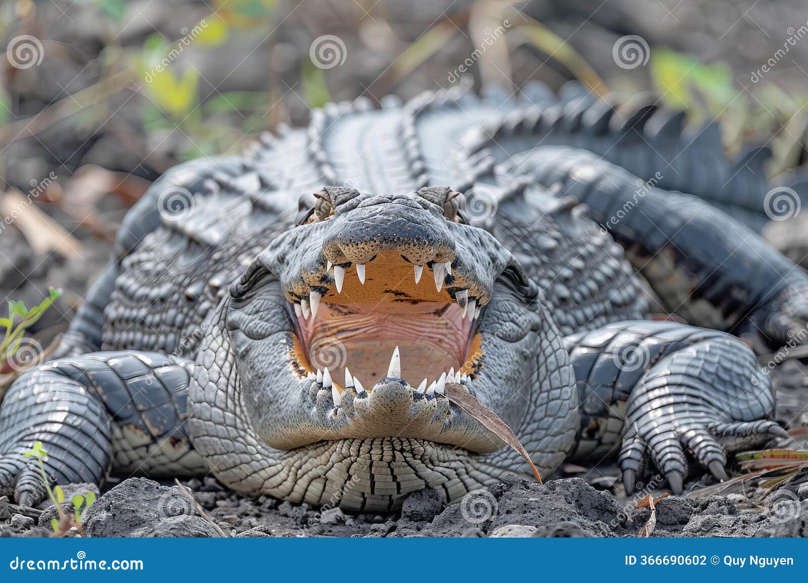 Featuring A Crocodile With Its Mouth Open, Showing Sharp Teeth And An ...