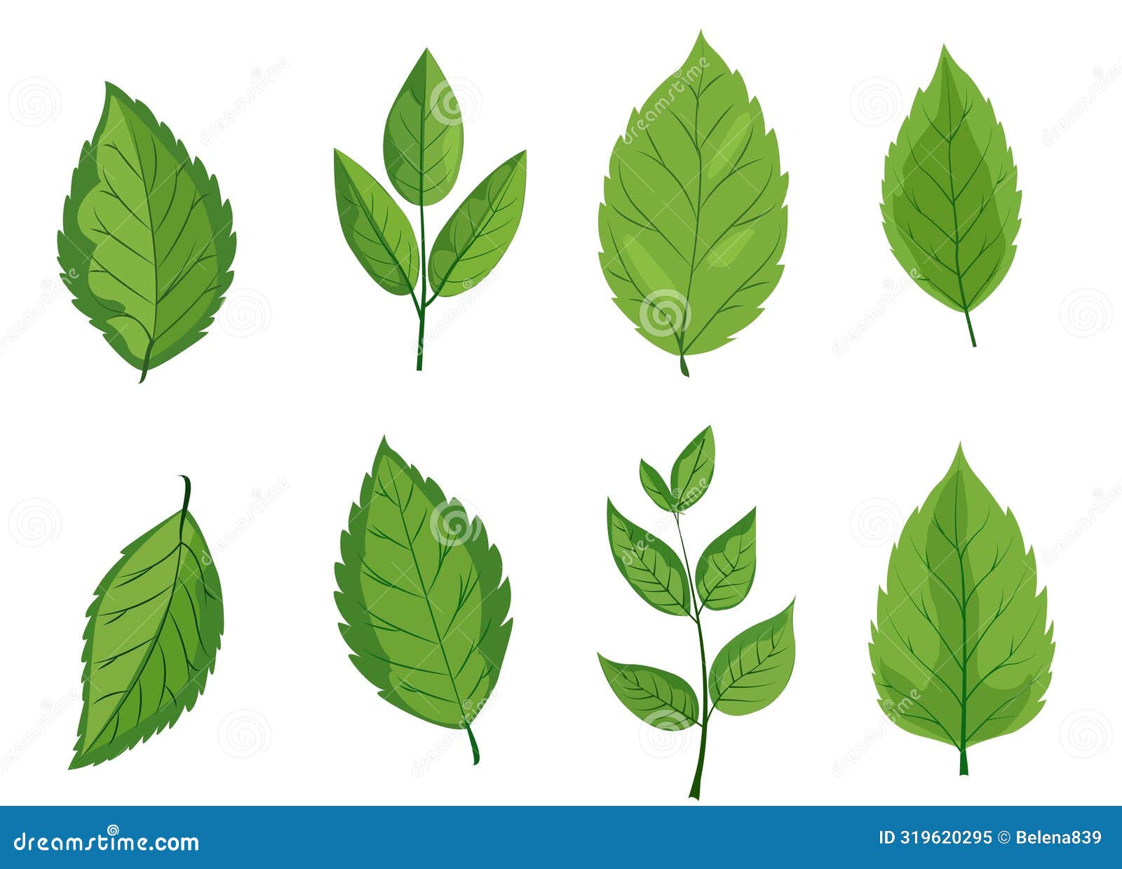 Featuring Eight Different Types of Green Leaves. Each Leaf Showcases ...