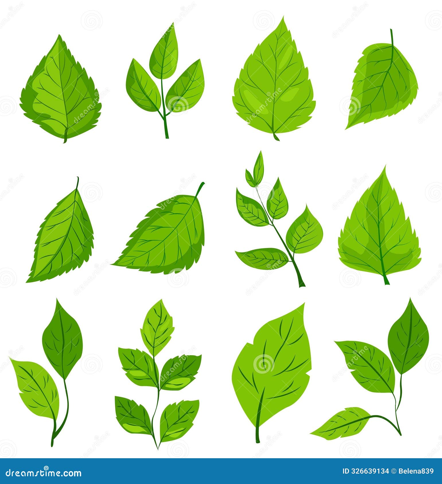 Featuring Eight Different Types of Green Leaves. Each Leaf Showcases ...