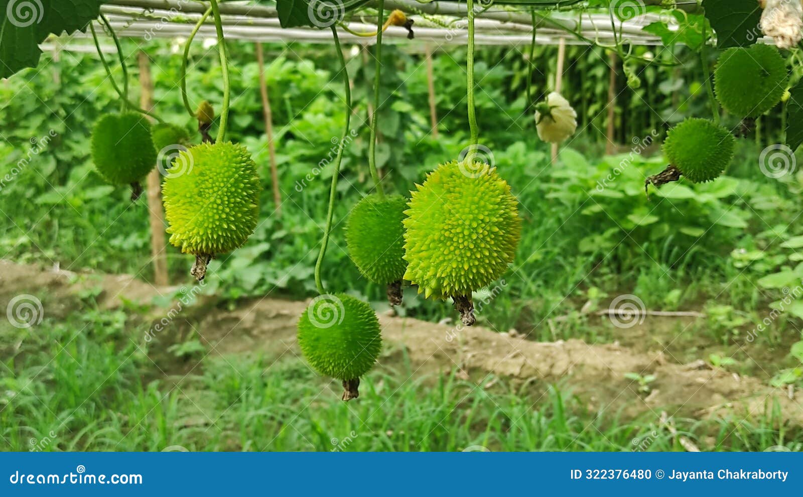 Exotic Texture: the Fascinating Spiny Gourd in Full Bloom Stock Photo ...