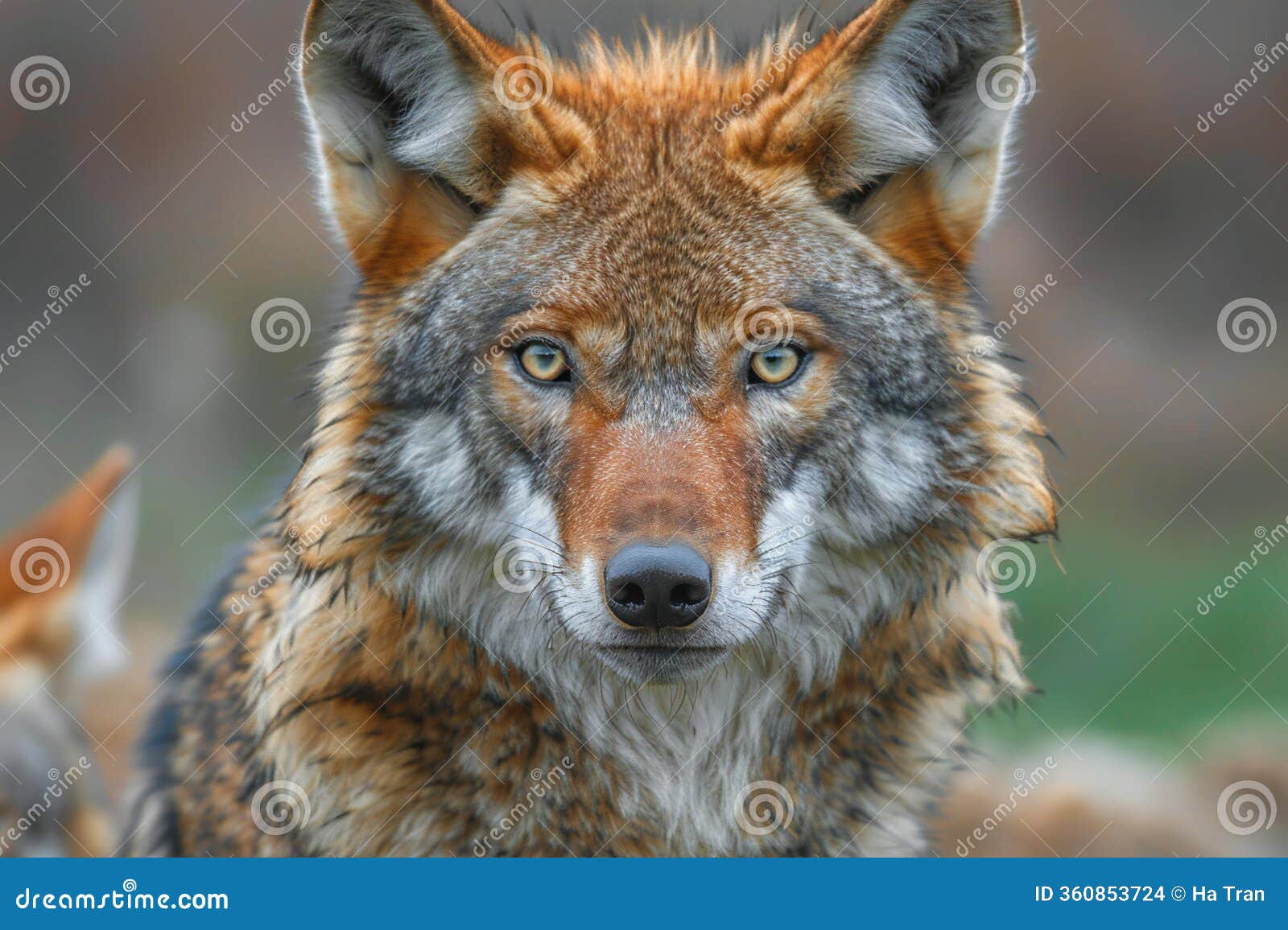 Featuring a Red Wolf Nature Wallpapers and Resources, High Quality ...