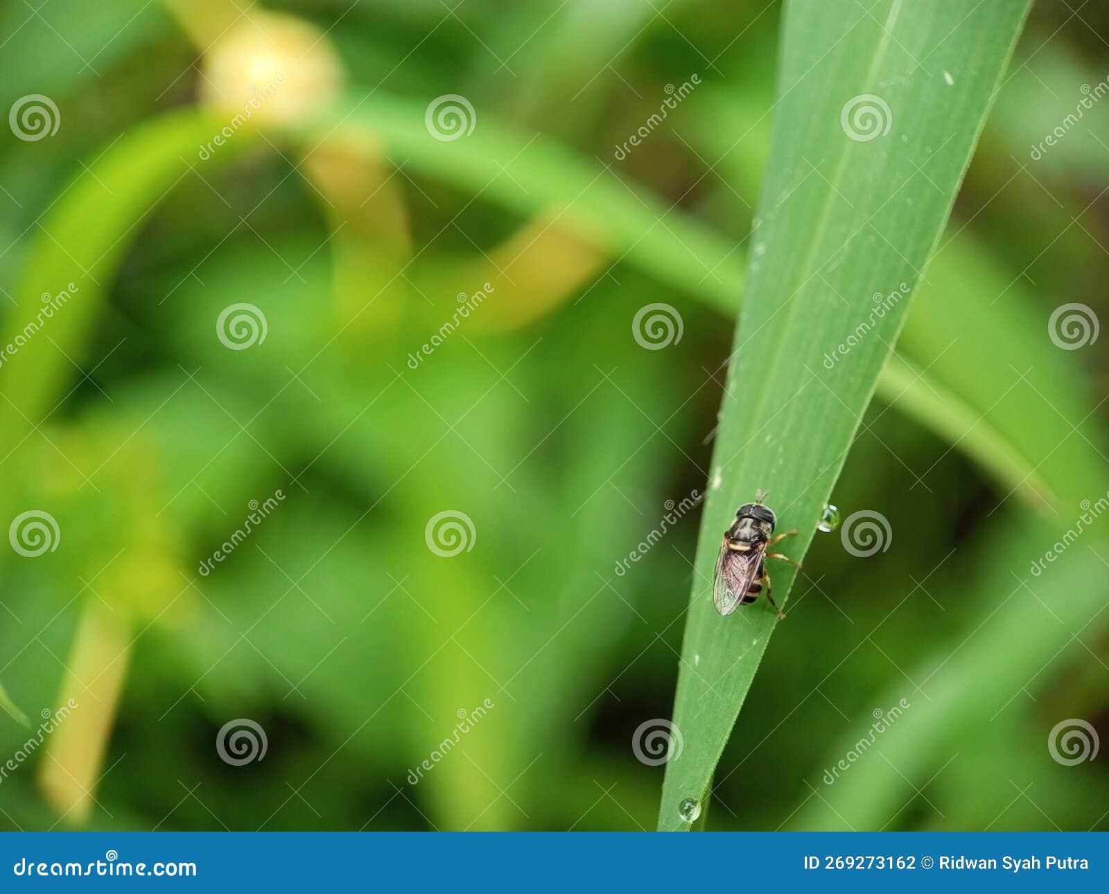 Eumerus strigatus stock photo. Image of pest, natural - 269273162