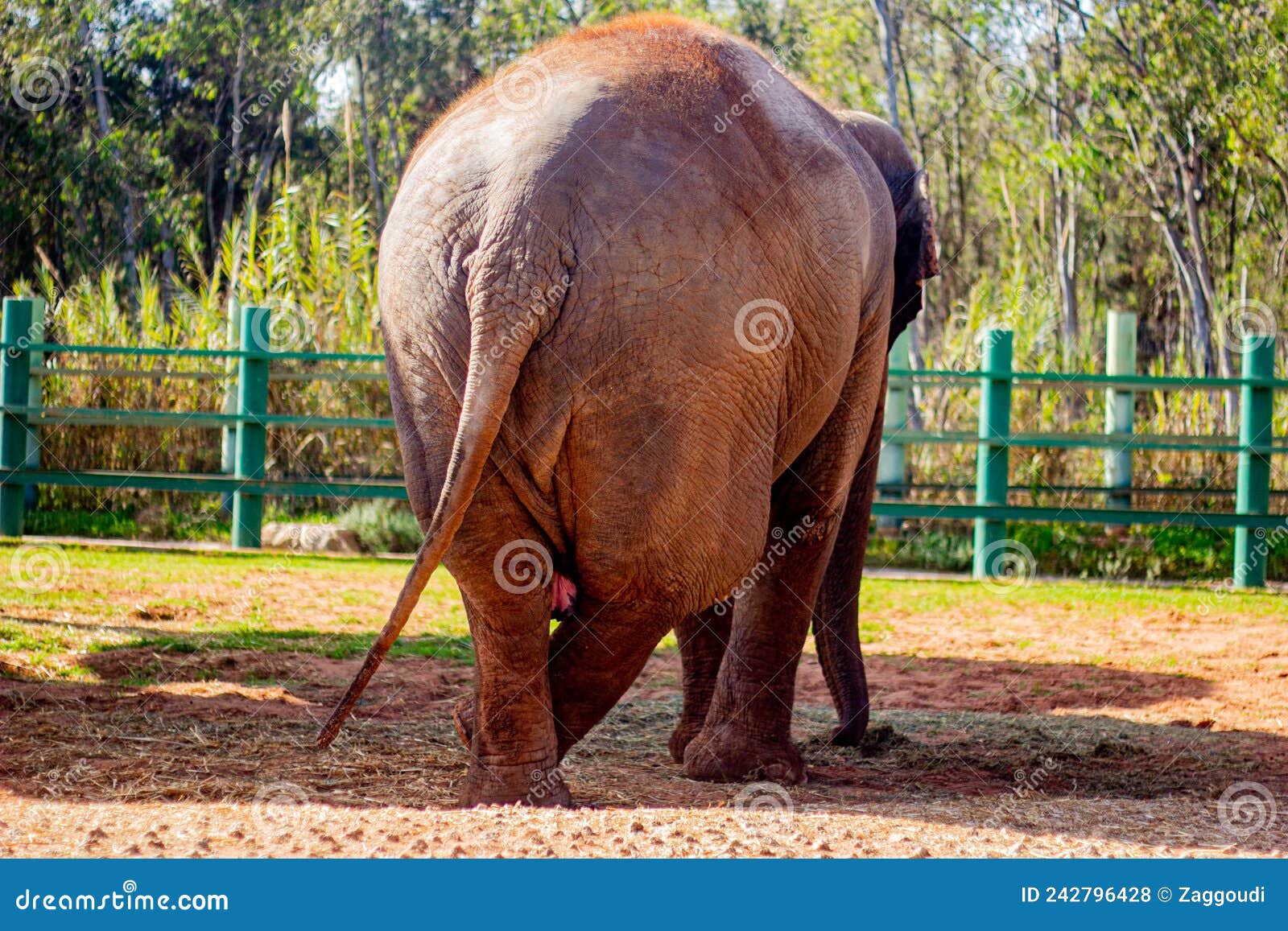 Feb 13, 2022, Rabat, Morocco: Elephant at the Back View in African Zoo ...