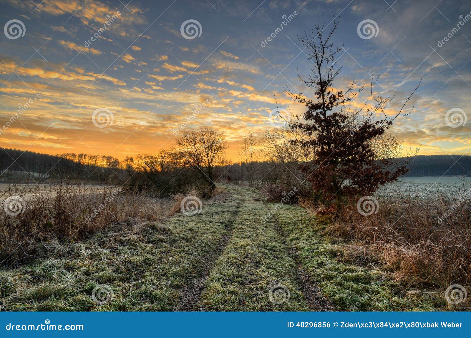 February evening stock photo. Image of lush, ecological - 40296856