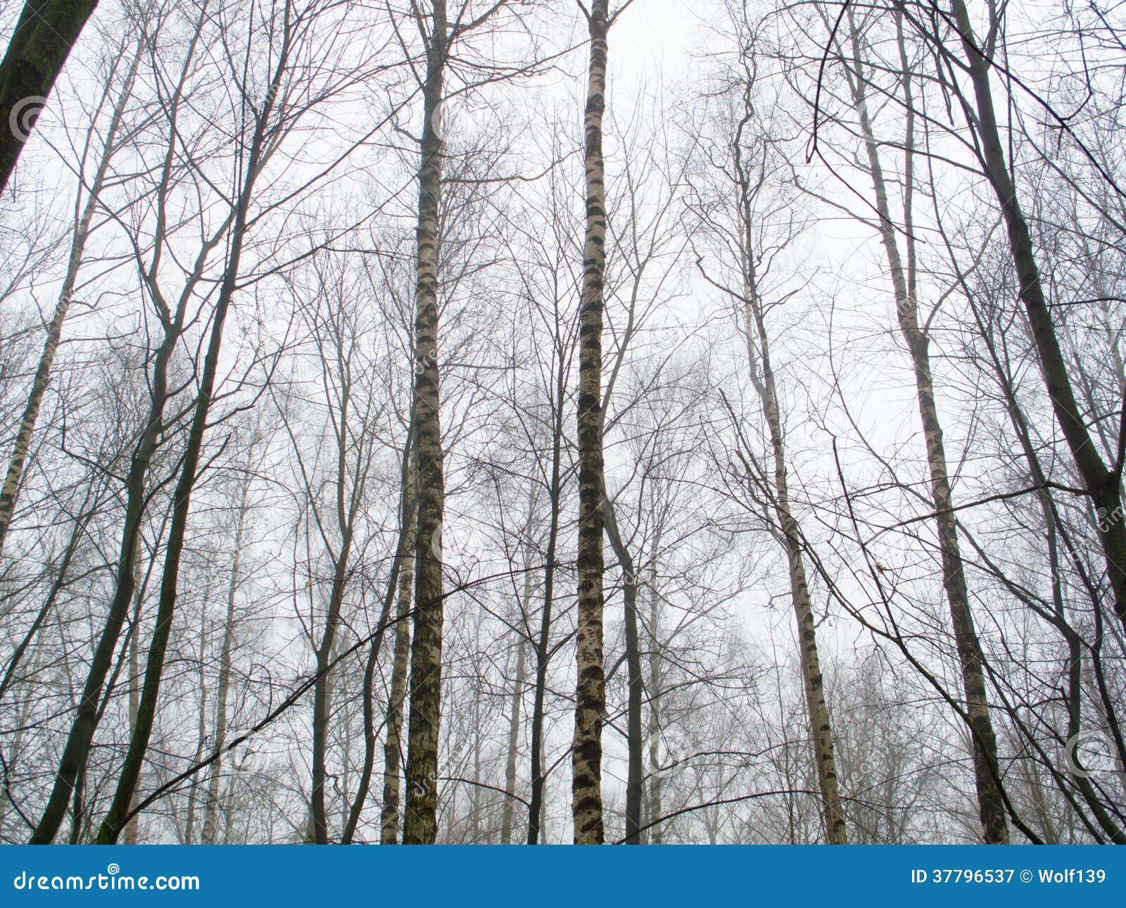 February grove in fog stock image. Image of abstract - 37796537