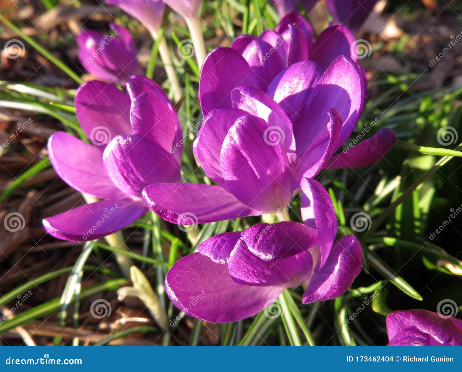 February Purple Crocus Flowers Stock Photo - Image of crocus, flower ...