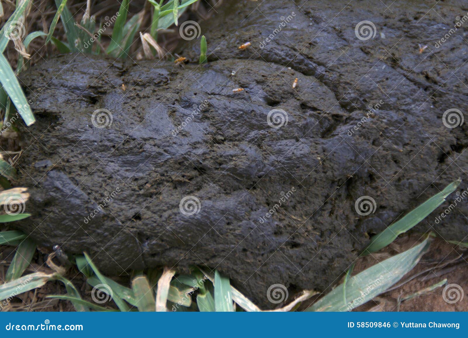 Fecal matter stock photo. Image of matter, stool, evacuation - 58509846