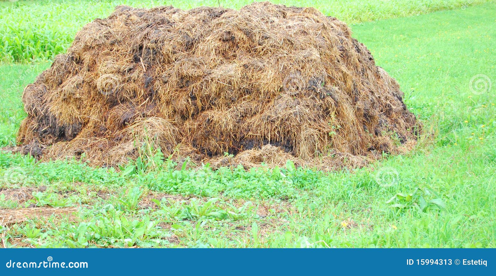 Feces do estrume imagem de stock. Imagem de fertilizante - 15994313