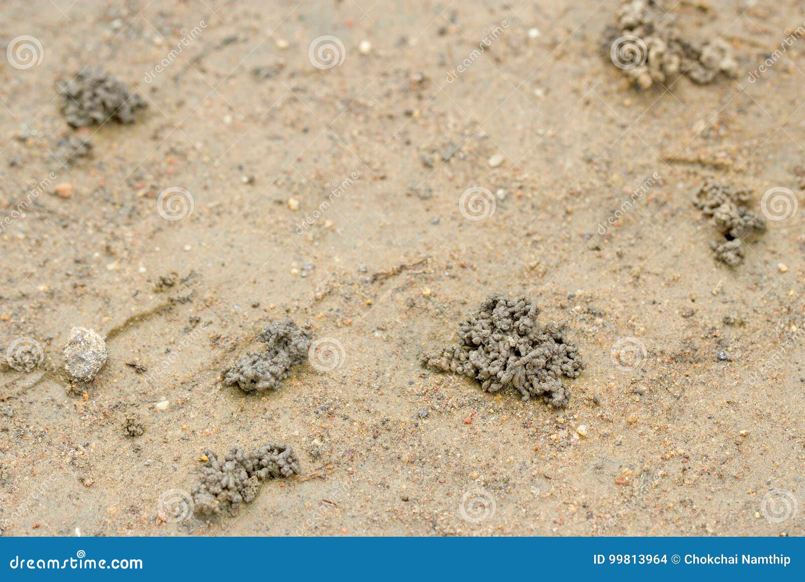 Feces of Earthworms on the Ground Stock Photo - Image of animal ...