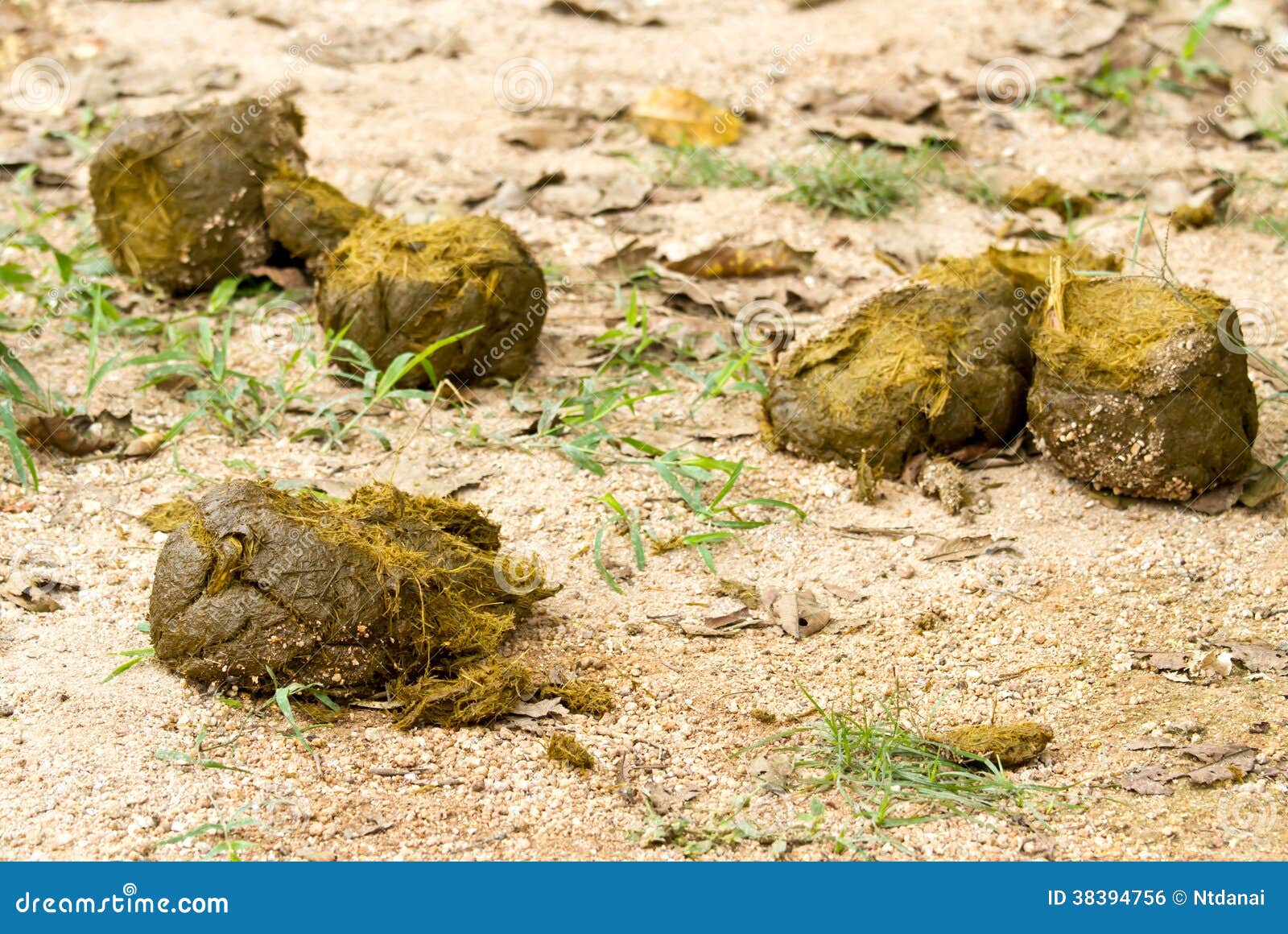 Feces of elephant stock photo. Image of rural, wild, noisome - 38394756