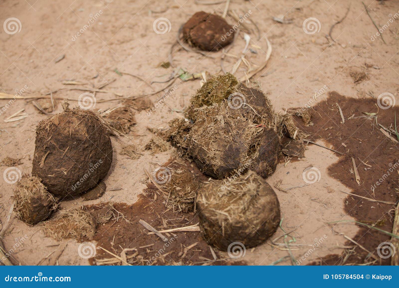 Feces Elephant Stock Images - Download 69 Royalty Free Photos