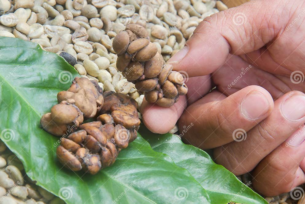 Feces with Embedded Coffee Beans Stock Image - Image of agriculture ...