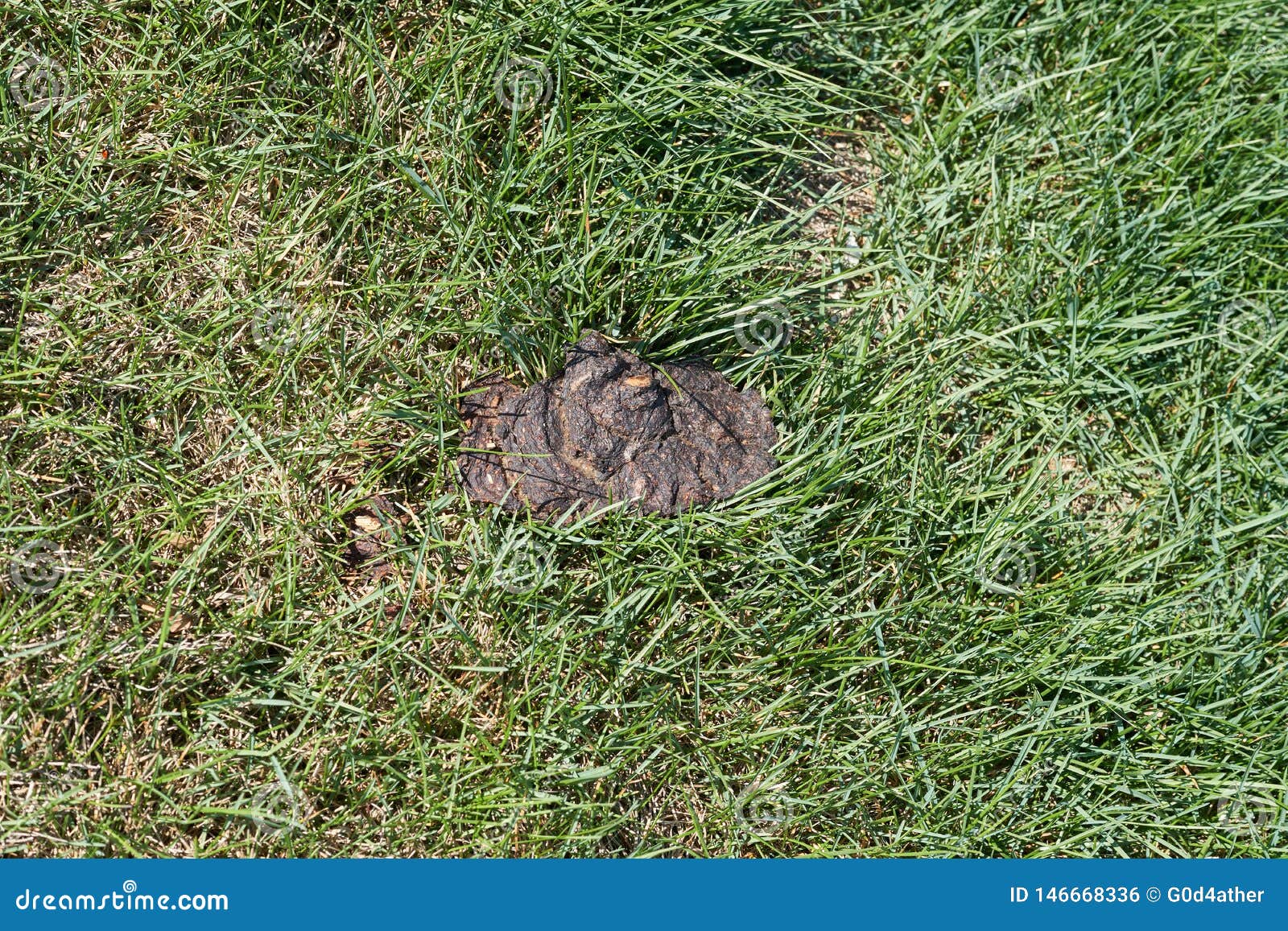 Feces stock photo. Image of summer, natural, shit, nature - 146668336