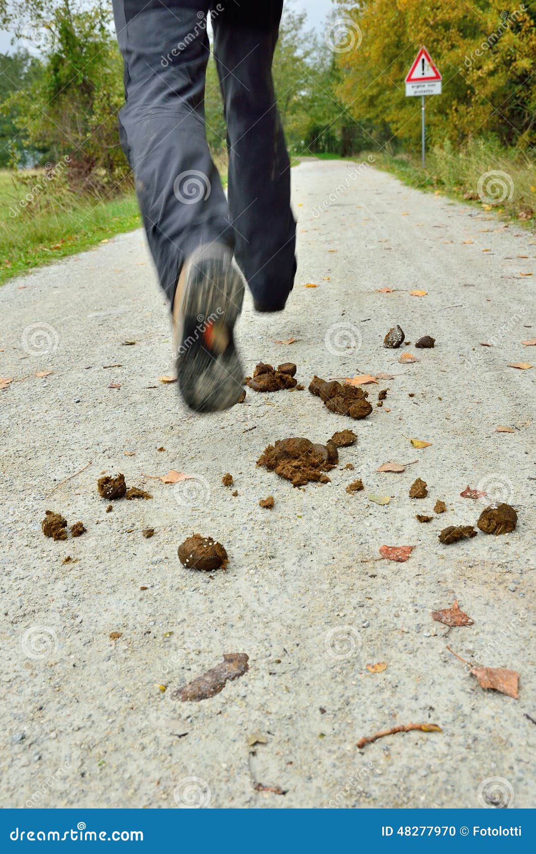 Feces on the road stock photo. Image of autumn, walk - 48277970