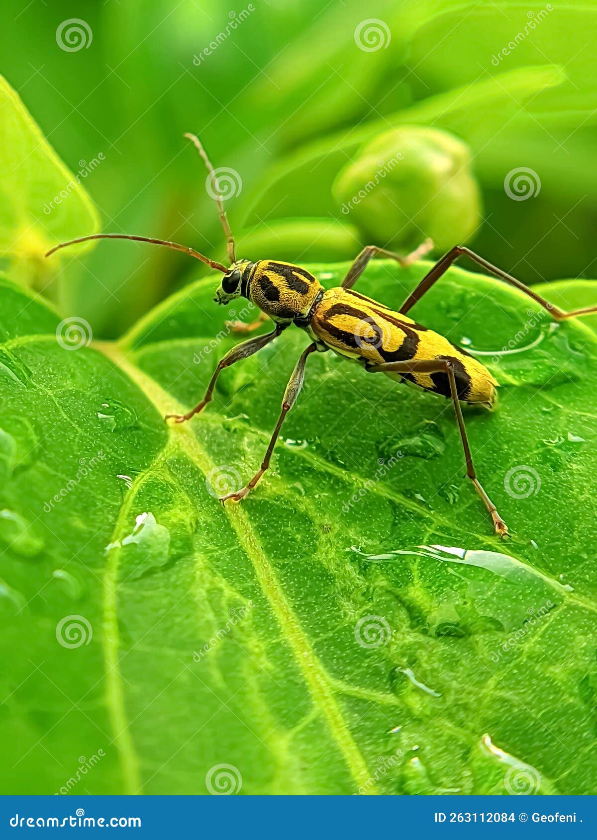 Fecha Pequenos Insetos Amarelos Que Se Apoderam Das Folhas Foto de ...