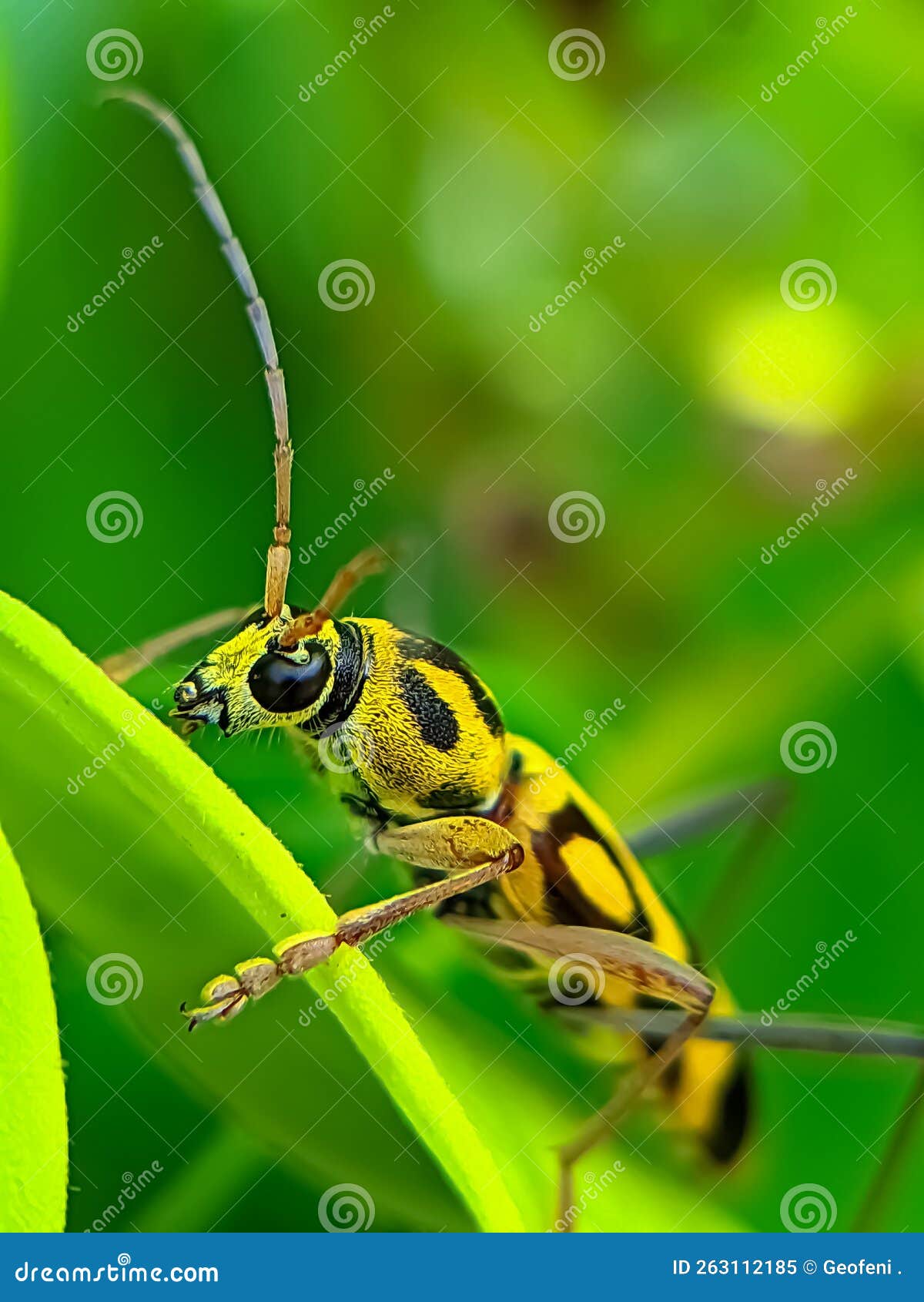 Fecha Pequenos Insetos Amarelos Que Se Apoderam Das Folhas Imagem de ...