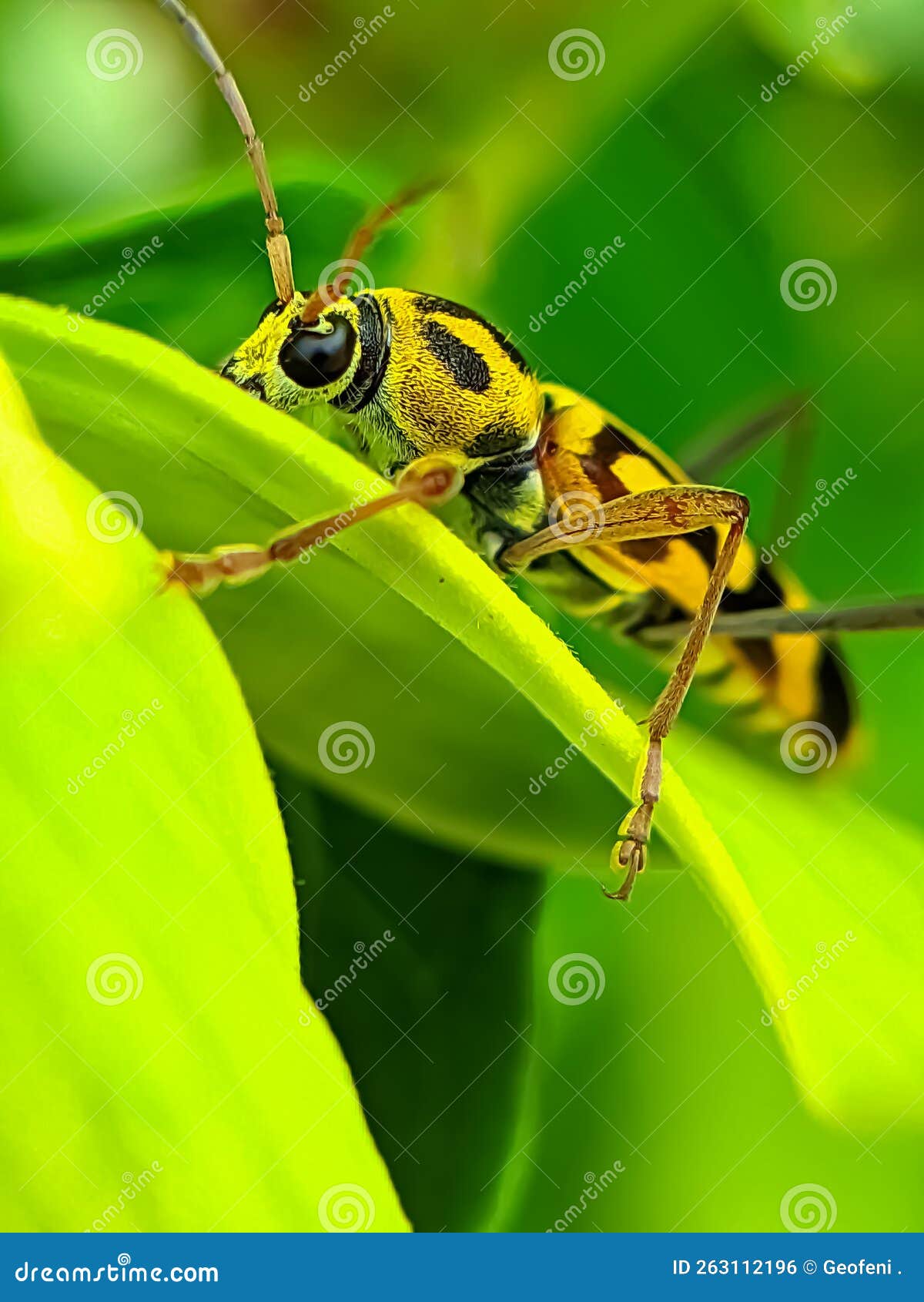 Fecha Pequenos Insetos Amarelos Que Se Apoderam Das Folhas Foto de ...