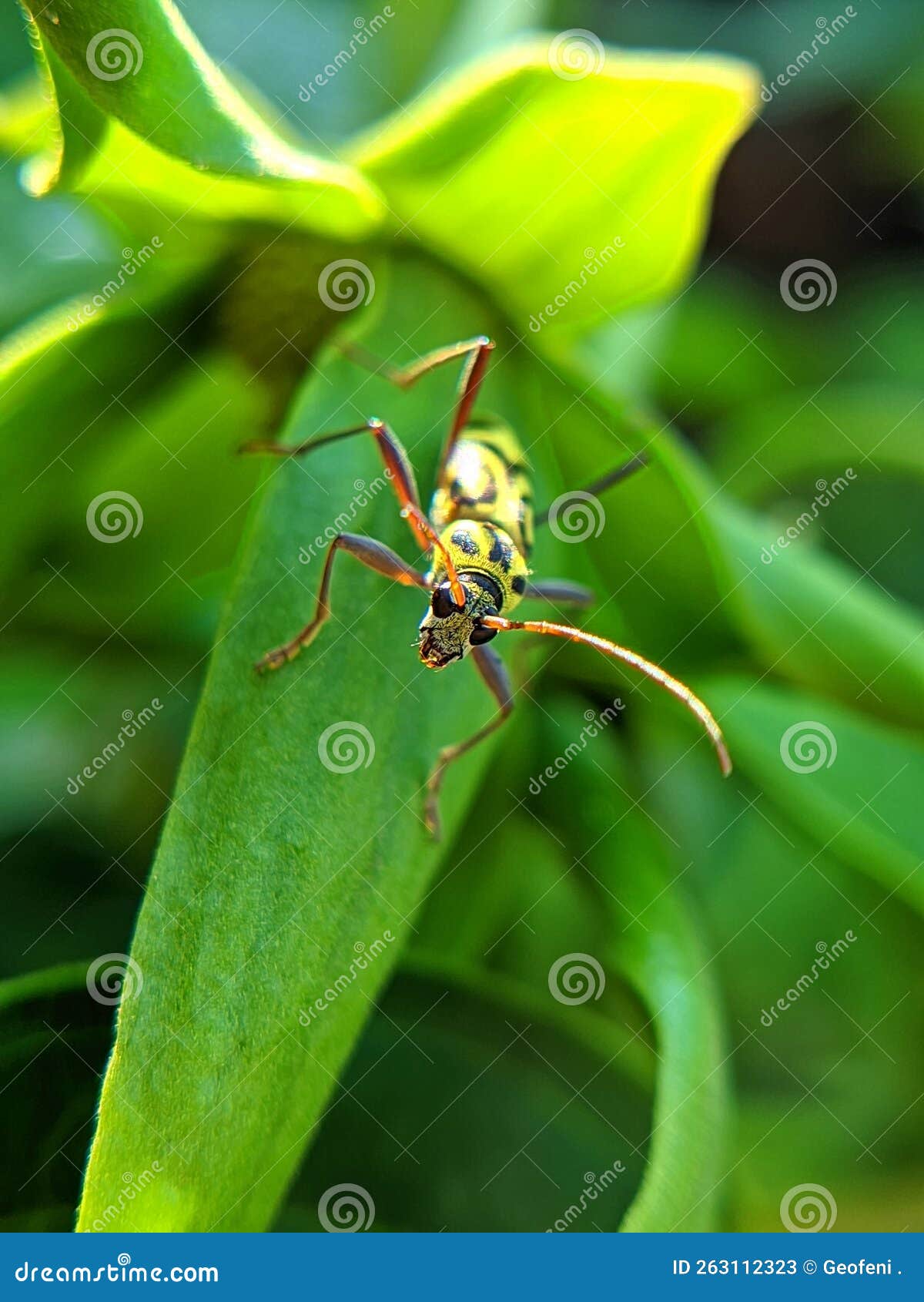 Fecha Pequenos Insetos Amarelos Que Se Apoderam Das Folhas Imagem de ...