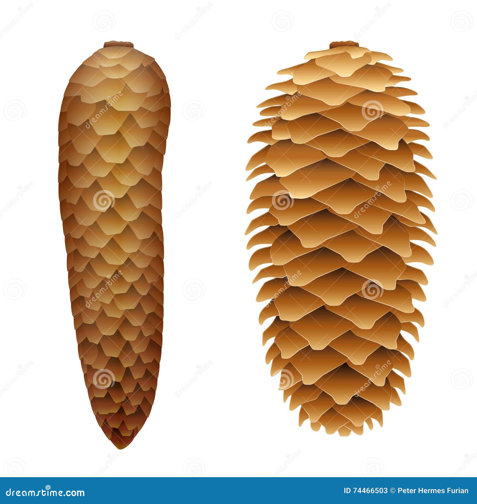 Fechado Aberto Do Cone Spruce Ilustração do Vetor - Ilustração de ...