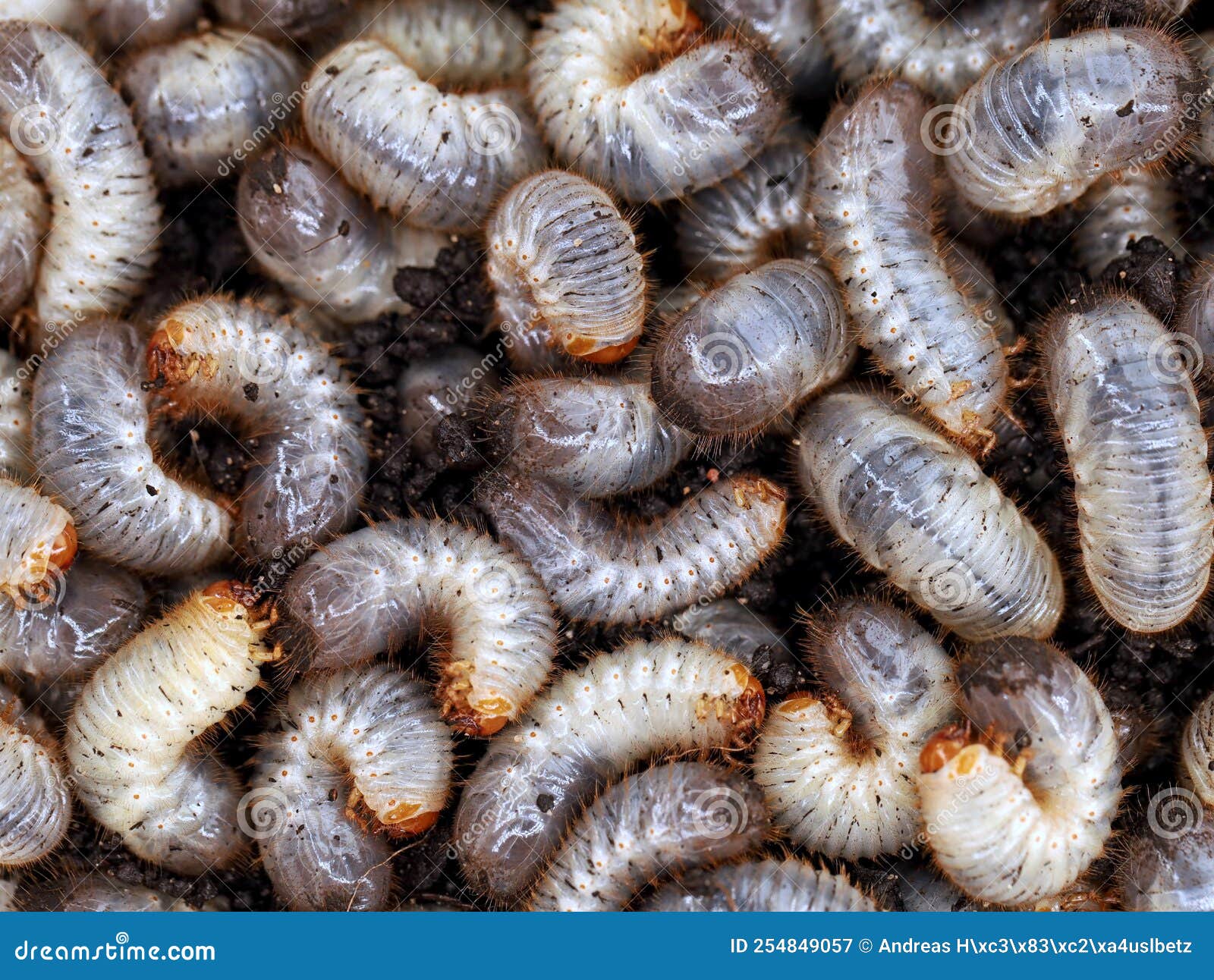 Fechamento De Larvas De Larvas De Larvas Brancas De Chafer Normalmente Conhecidas Como Besouro ...