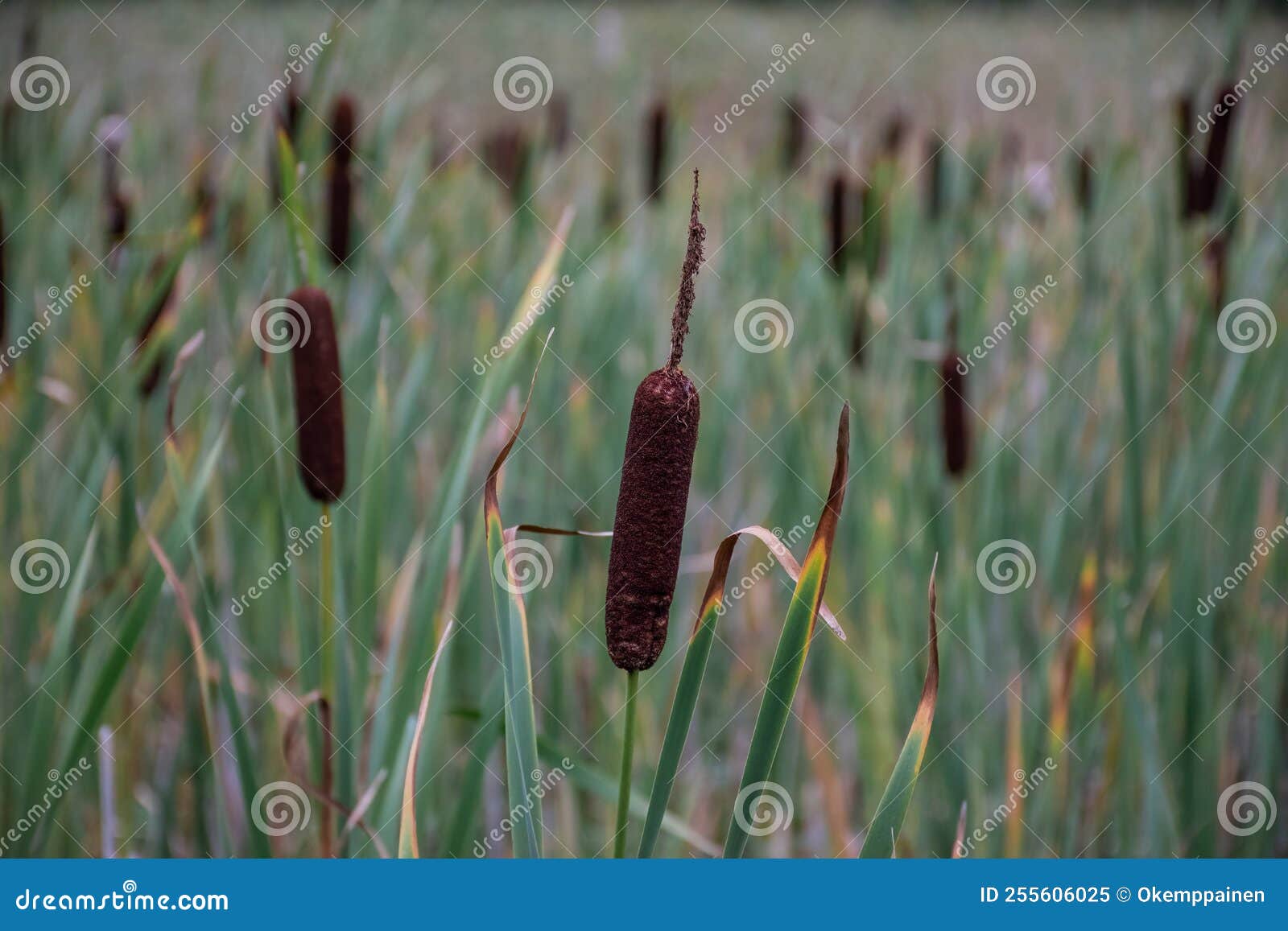 Fechamento De Um Bulrush Aka. Cattail Typha Latifolia Imagem de Stock ...