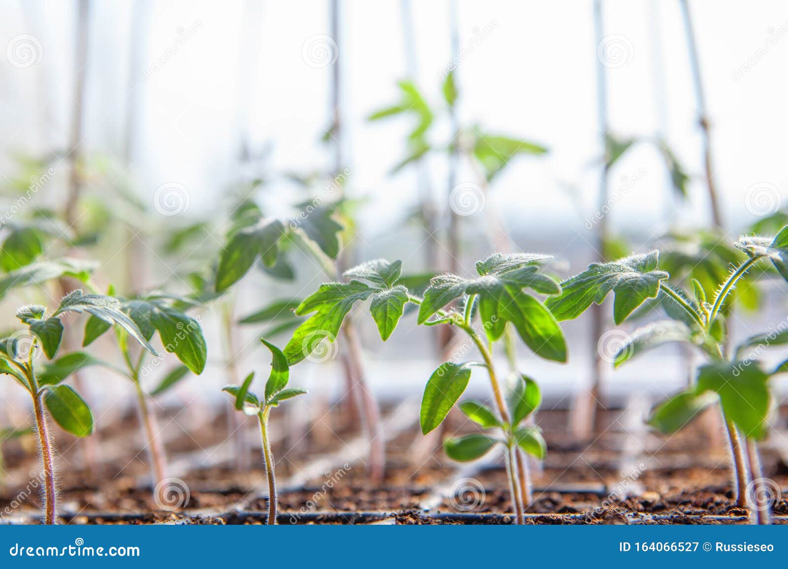 Fechar as mudas de tomate imagem de stock. Imagem de fresco - 164066527