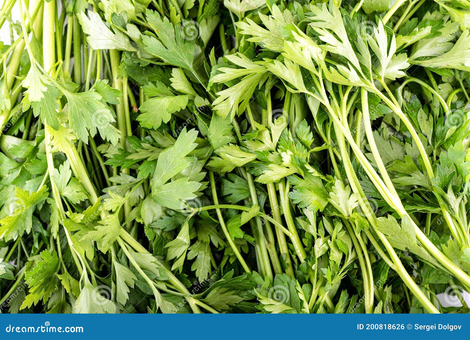 Fechar Folhas De Salsa Textura De Folha De Salsa Foto de Stock - Imagem ...