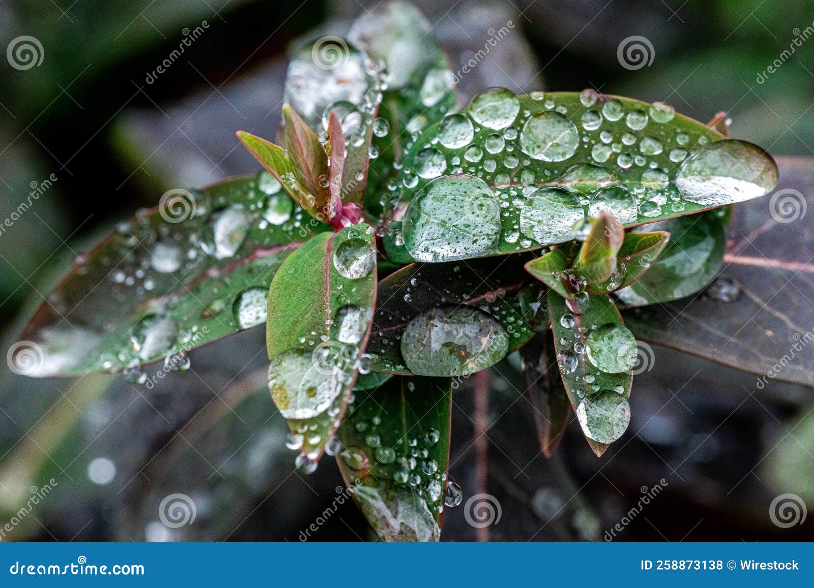Fechar Uma Planta Com Orvalho Sobre Ela Foto de Stock - Imagem de gotas ...
