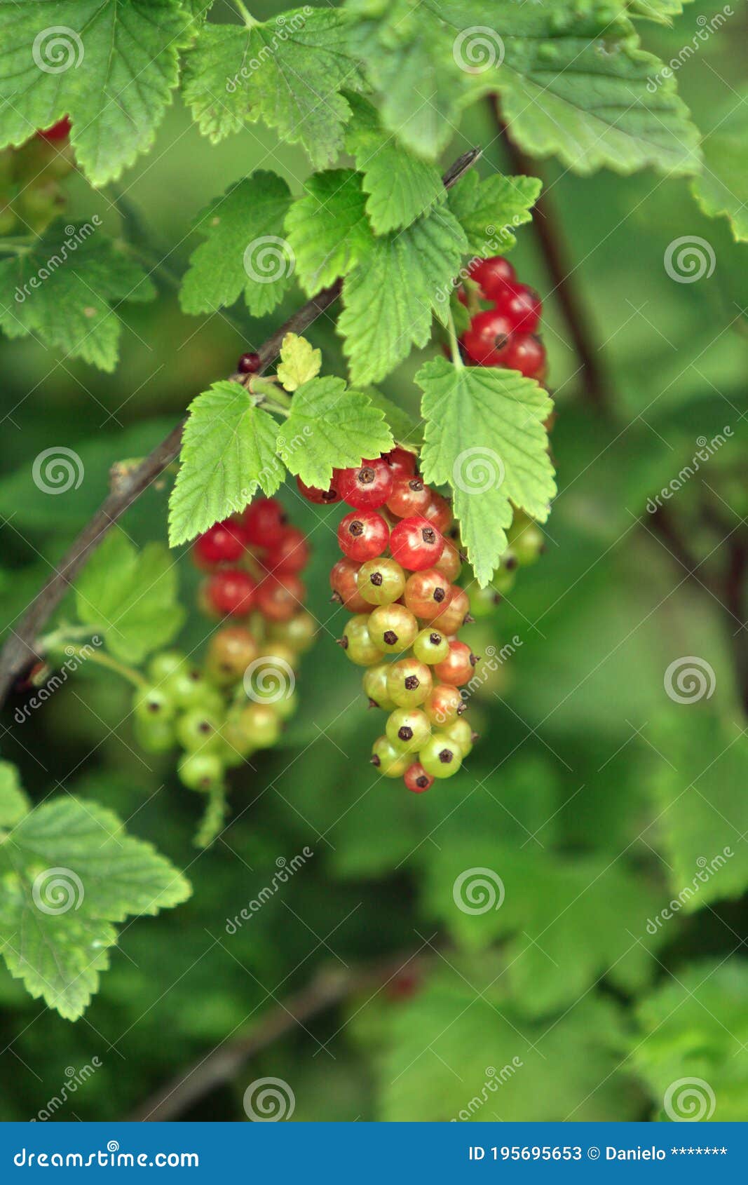 Fechar Uma Planta De Groselha Imagem de Stock - Imagem de planta, nave ...