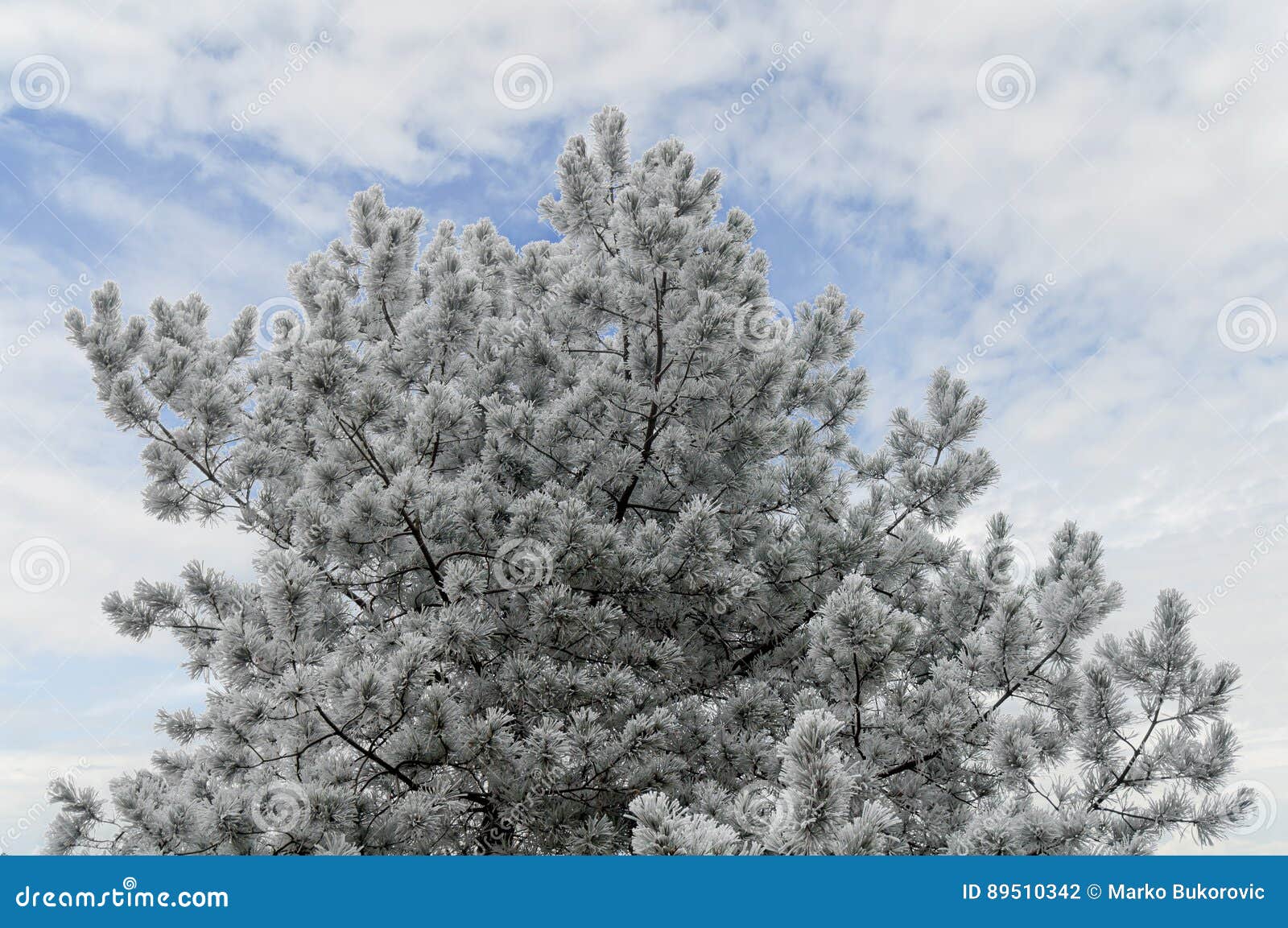 Feche Acima Da Neve No Pinheiro Grande Foto de Stock - Imagem de ...