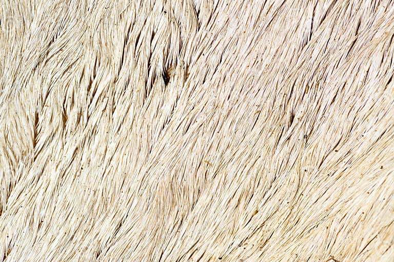 Feche Acima Da Pele Suja Da Pele E Do Branco Da Vaca Foto de Stock ...