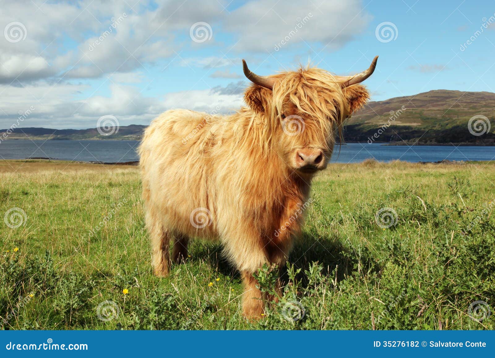Feche Acima Da Vaca Escocesa Das Montanhas No Campo Foto de Stock ...