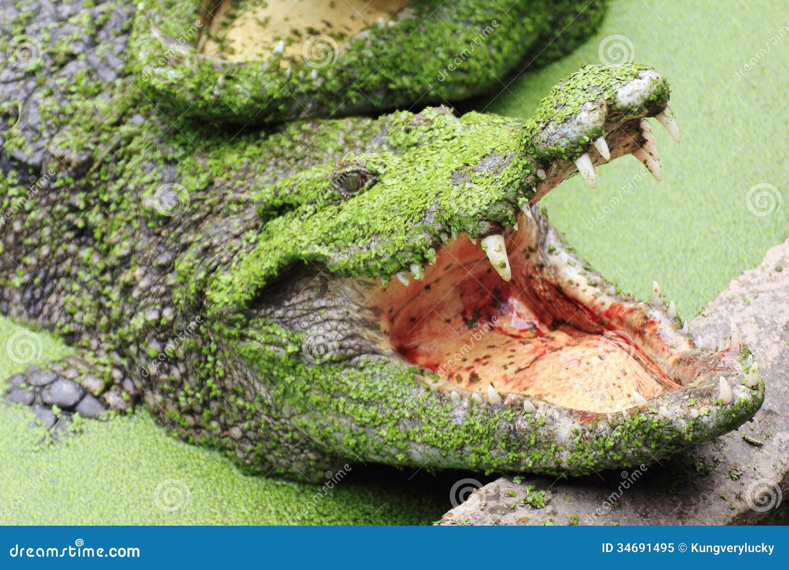Feche Acima Do Crocodilo Com a Boca Aberta Imagem de Stock - Imagem de ...