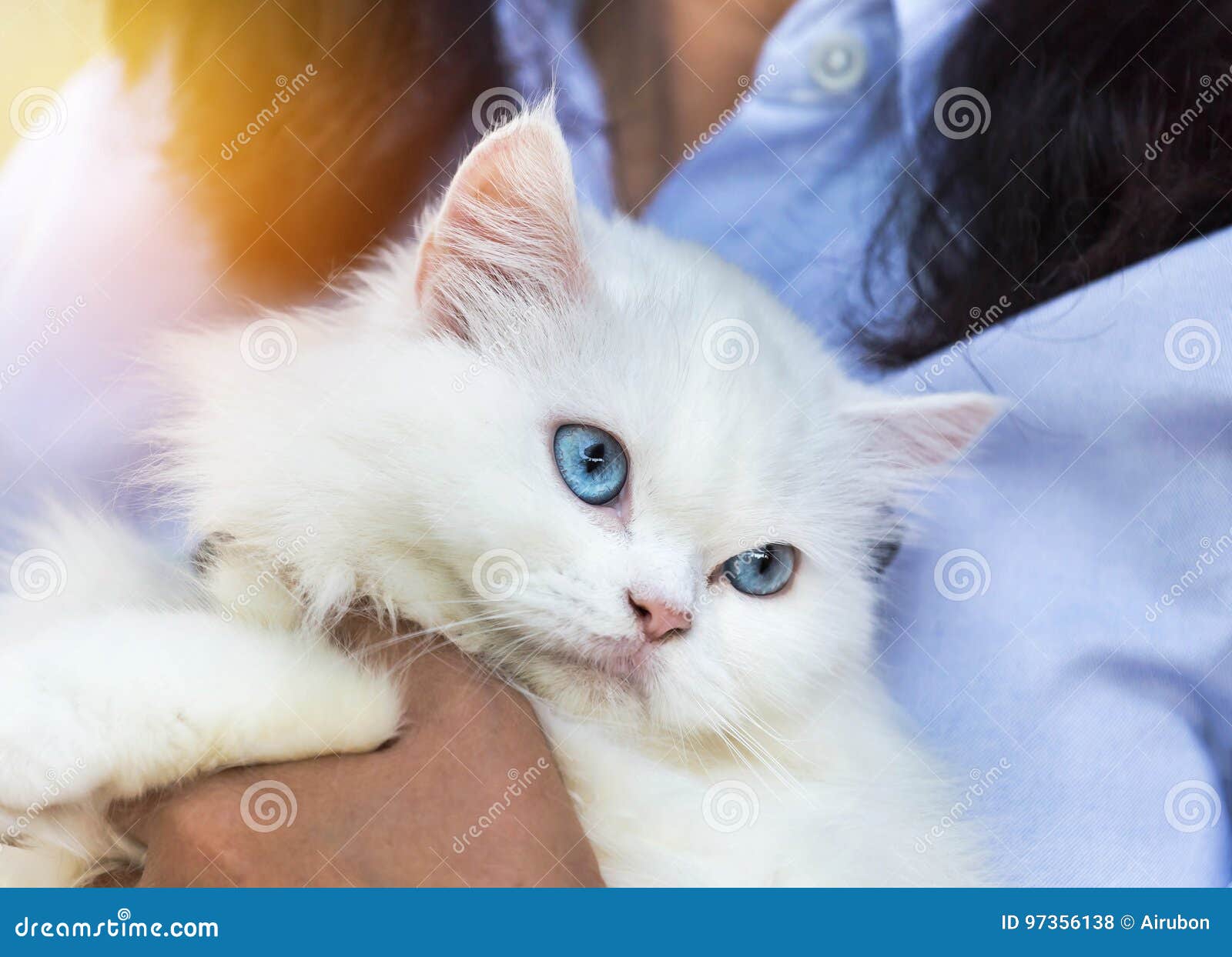 Gato Persa Branco Com Olhos Azuis 900+ Ideias De GATO BRANCO | Gato