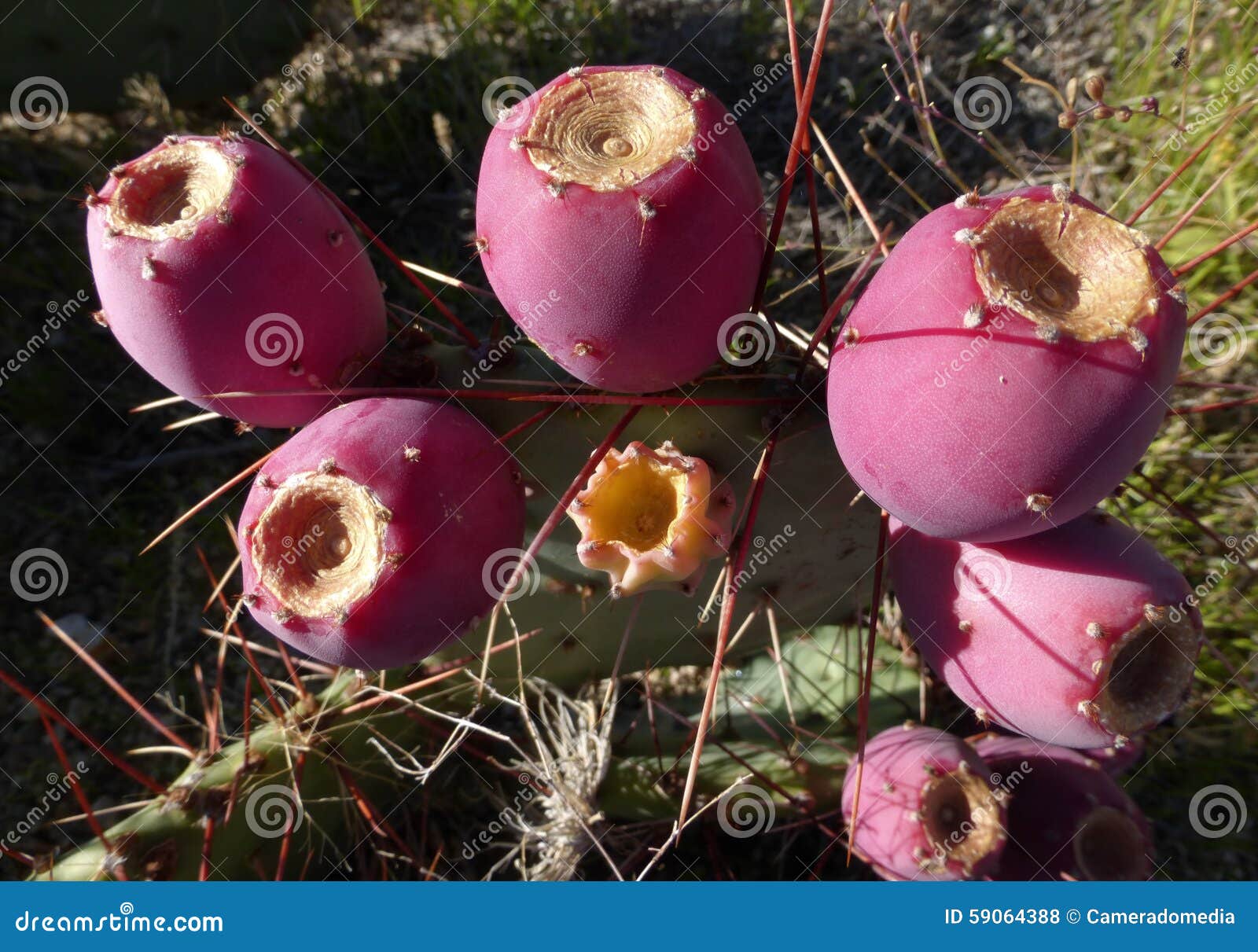 Feche Acima Do Grupo Do Fruto Cor-de-rosa Do Cacto Foto de Stock ...