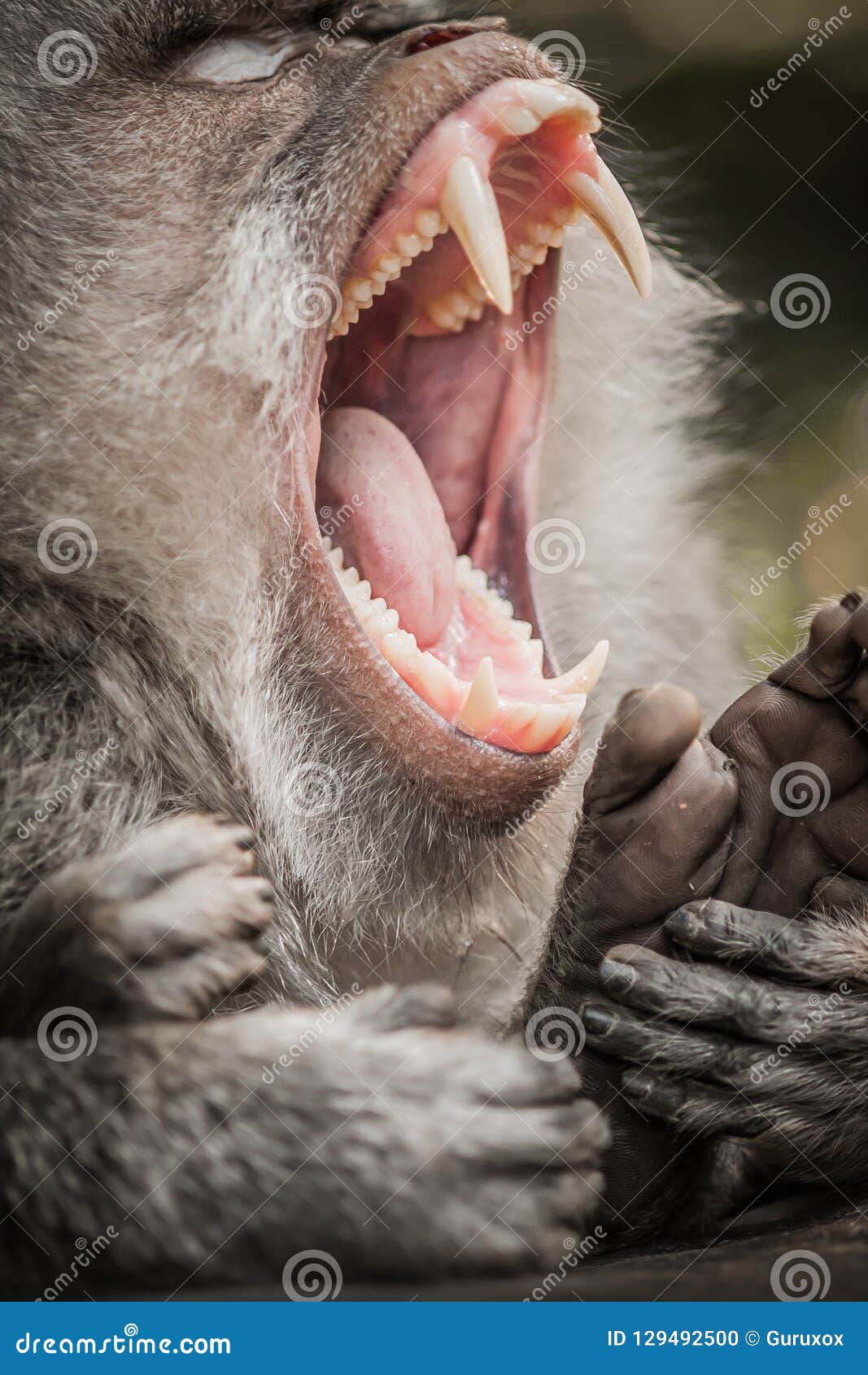 imagens de stock Macaco Gritando - Baixe 47 Royalty Free