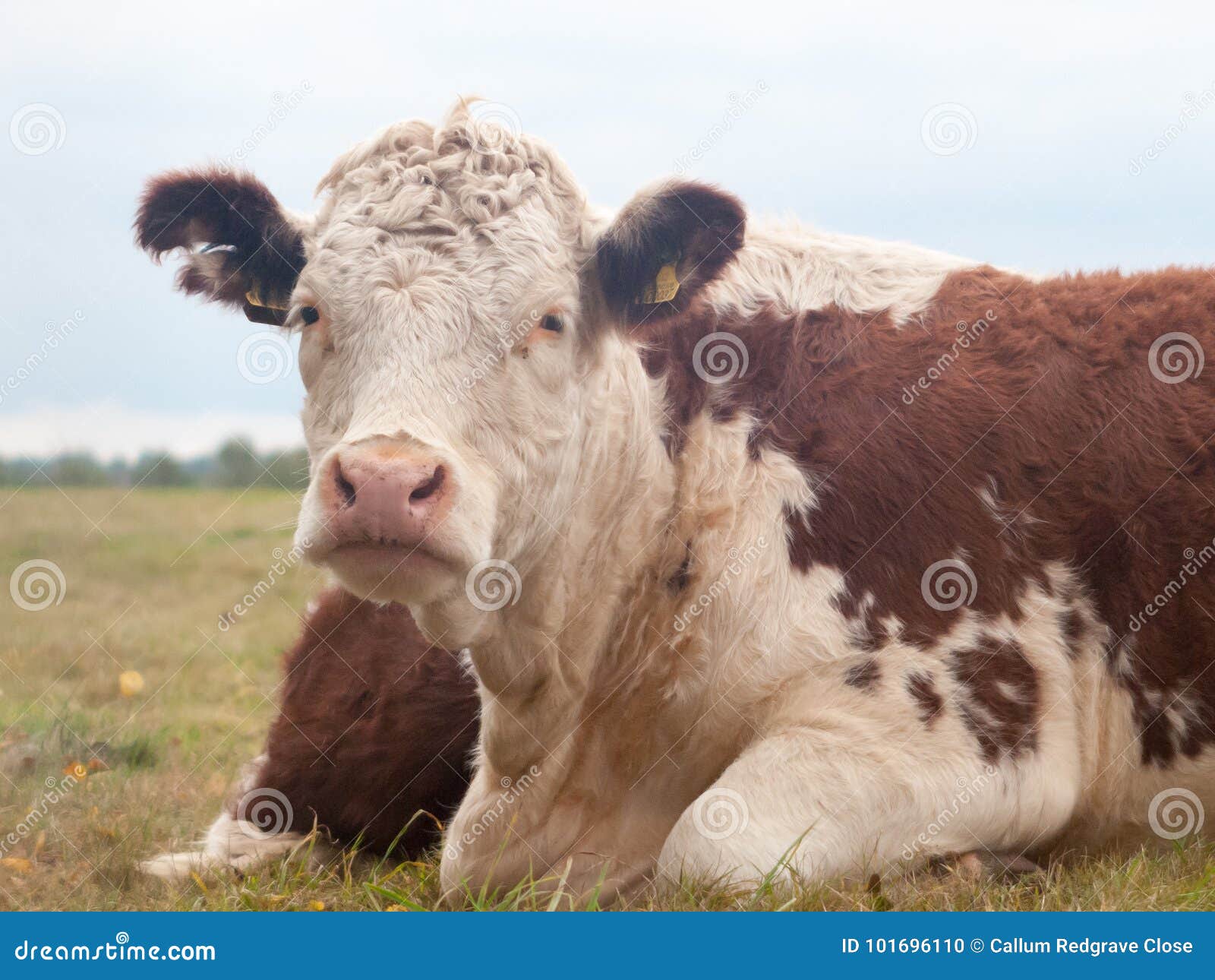 Feche Acima Do Retrato Da Vaca Marrom Bonita Foto de Stock - Imagem de ...