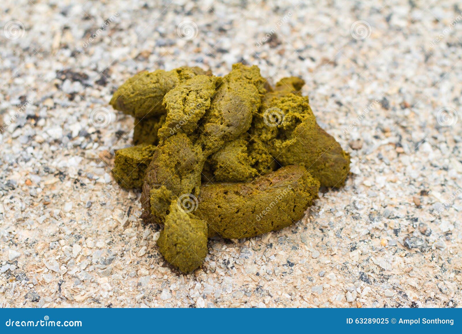 Feci del cane immagine stock. Immagine di foreground - 63289025