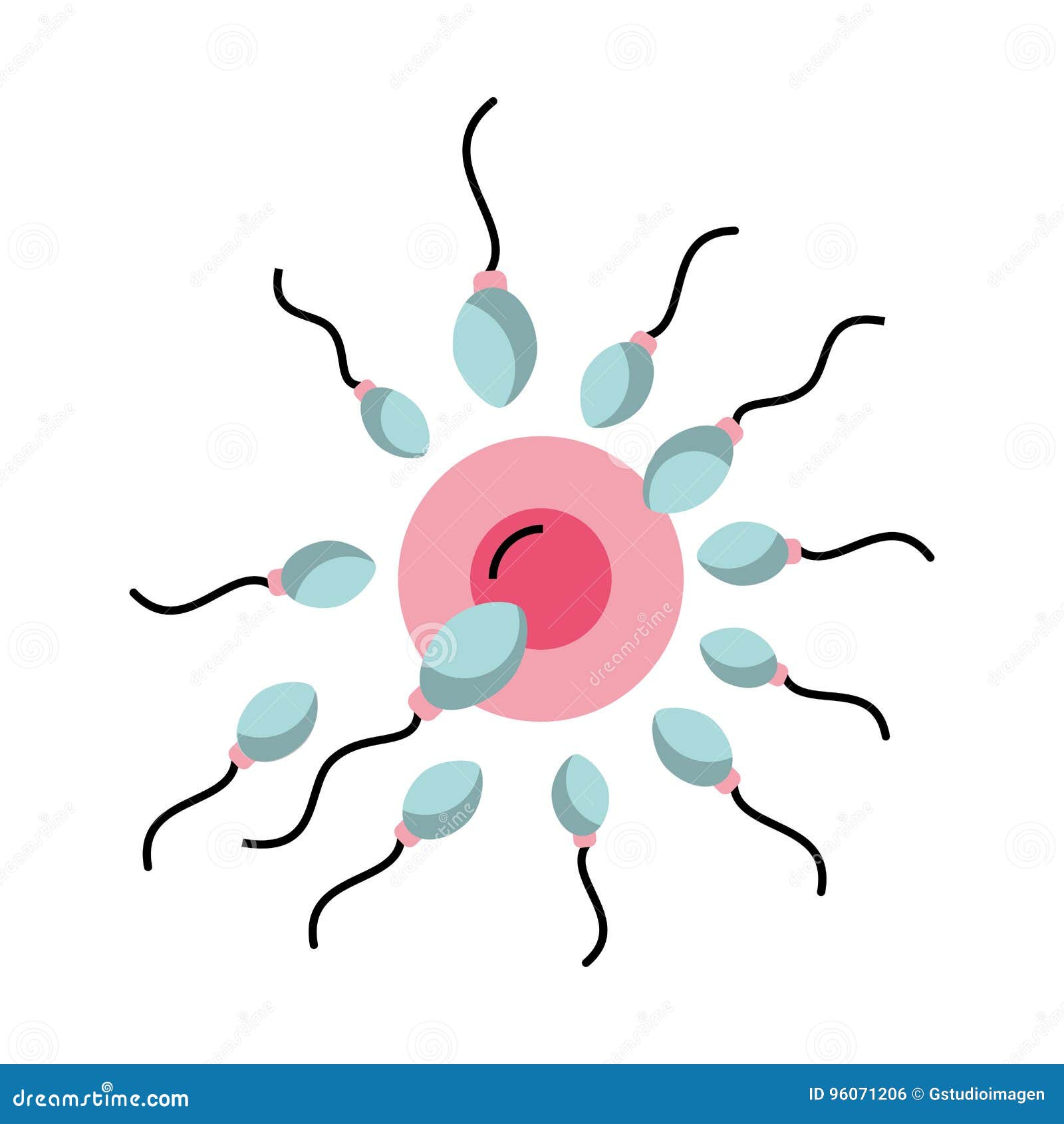 Fecundação Do óvulo Pelo Espermatozoide Ilustração do Vetor ...