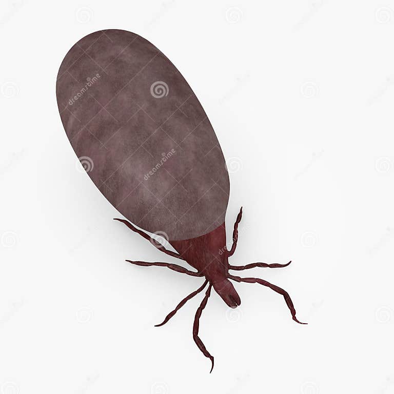 Fed tick stock illustration. Illustration of mite, model - 23531241