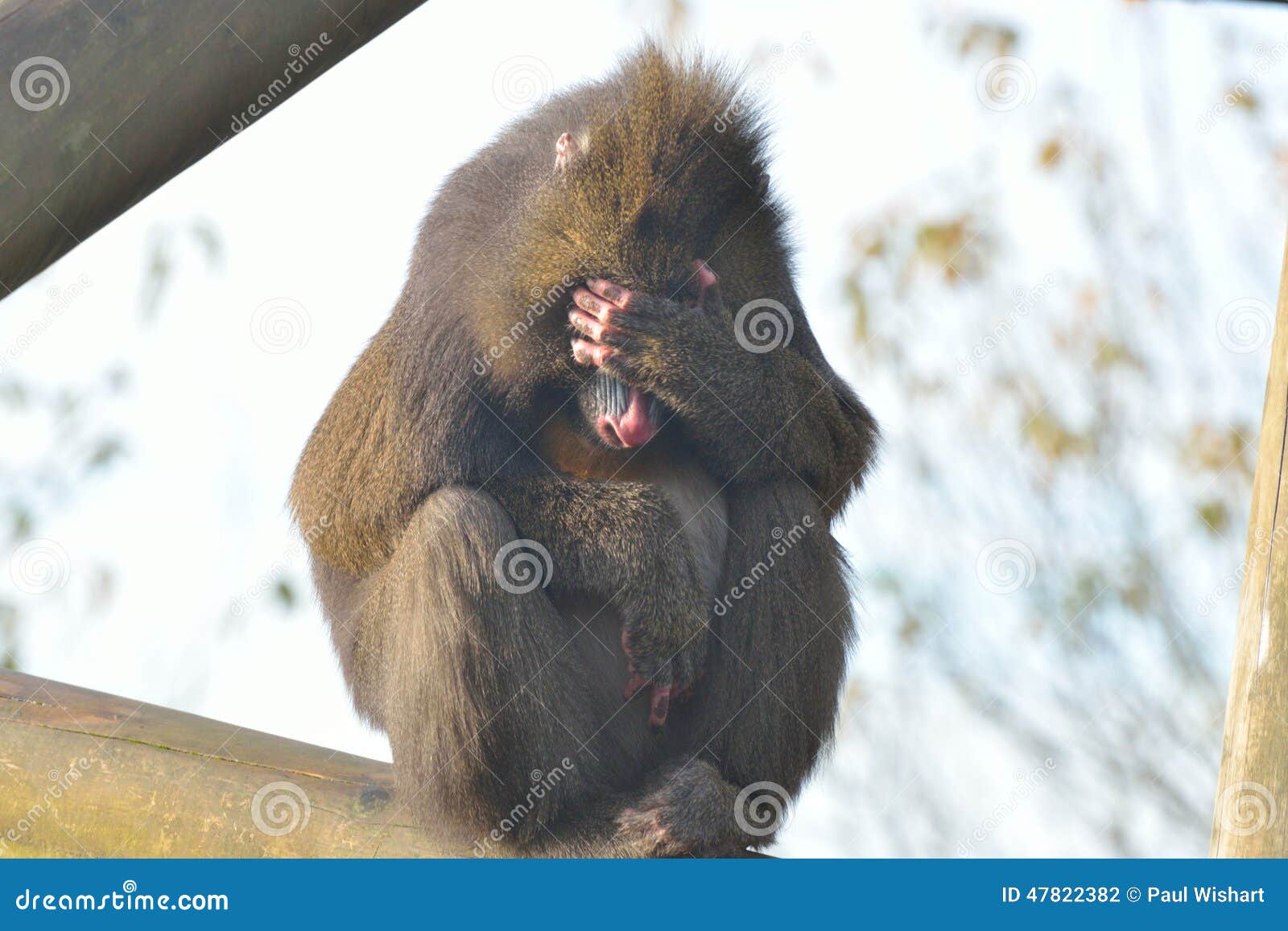 Fed up gibbon stock photo. Image of primate, blue, monkey - 47822382