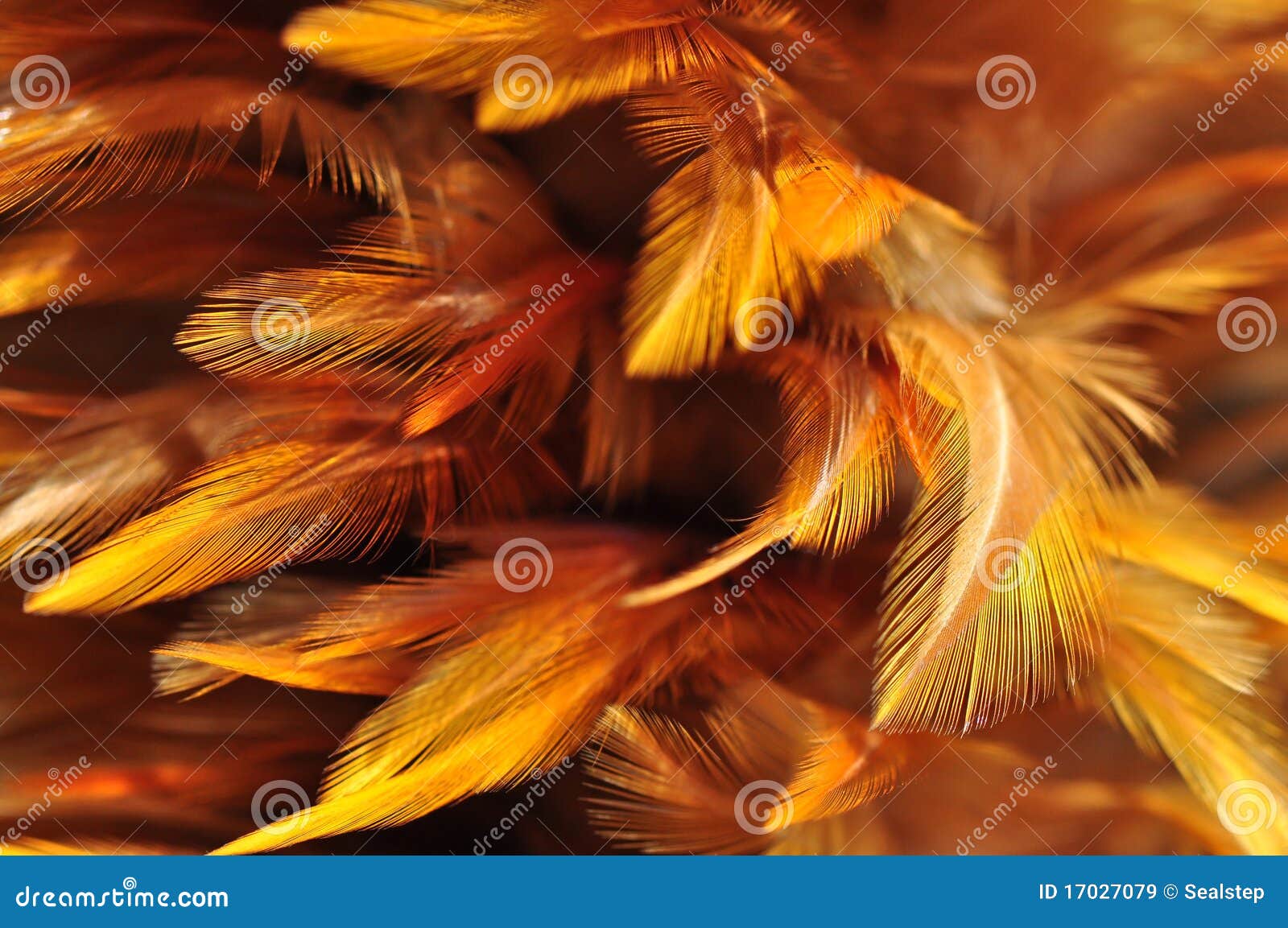 Feder stockbild. Bild von auszug, farbe, kurve, nahaufnahme - 17027079